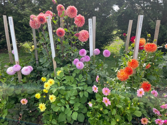 Dahlia Seeds | The Cuckoo's Nest Geelong
